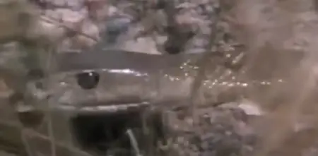 What Is the Fastest Lizard? - ReptileProfy