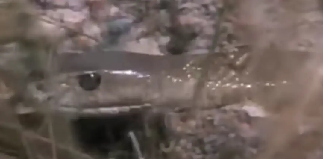 What Is the Fastest Lizard? - ReptileProfy