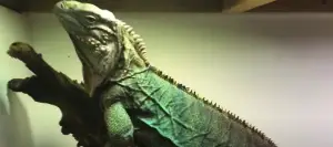 Do Lizards Lay Eggs? - ReptileProfy