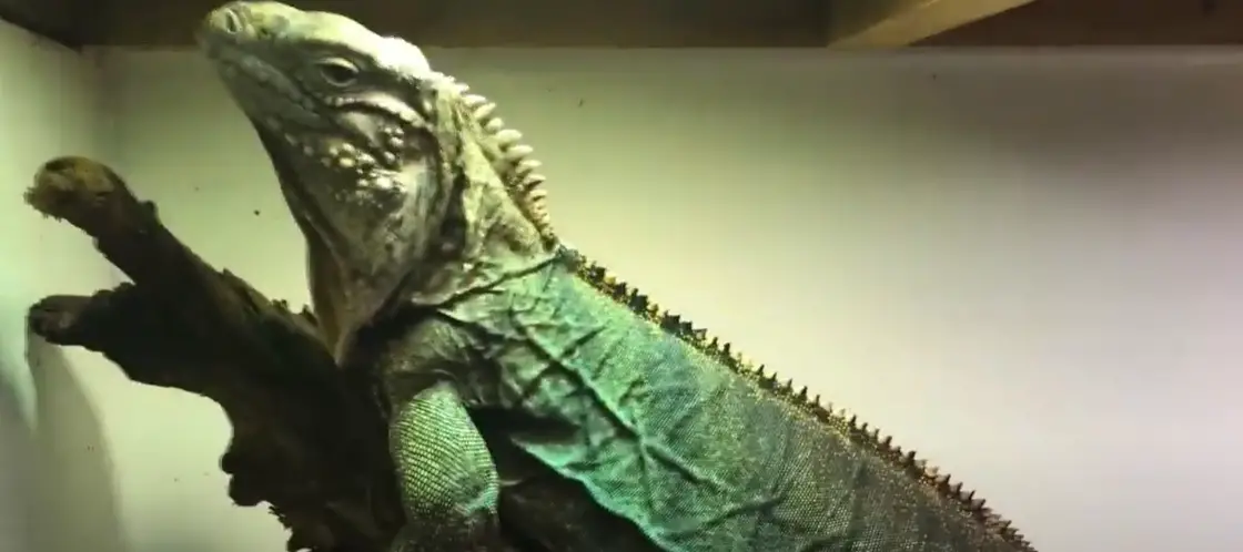 Do Lizards Lay Eggs? - ReptileProfy