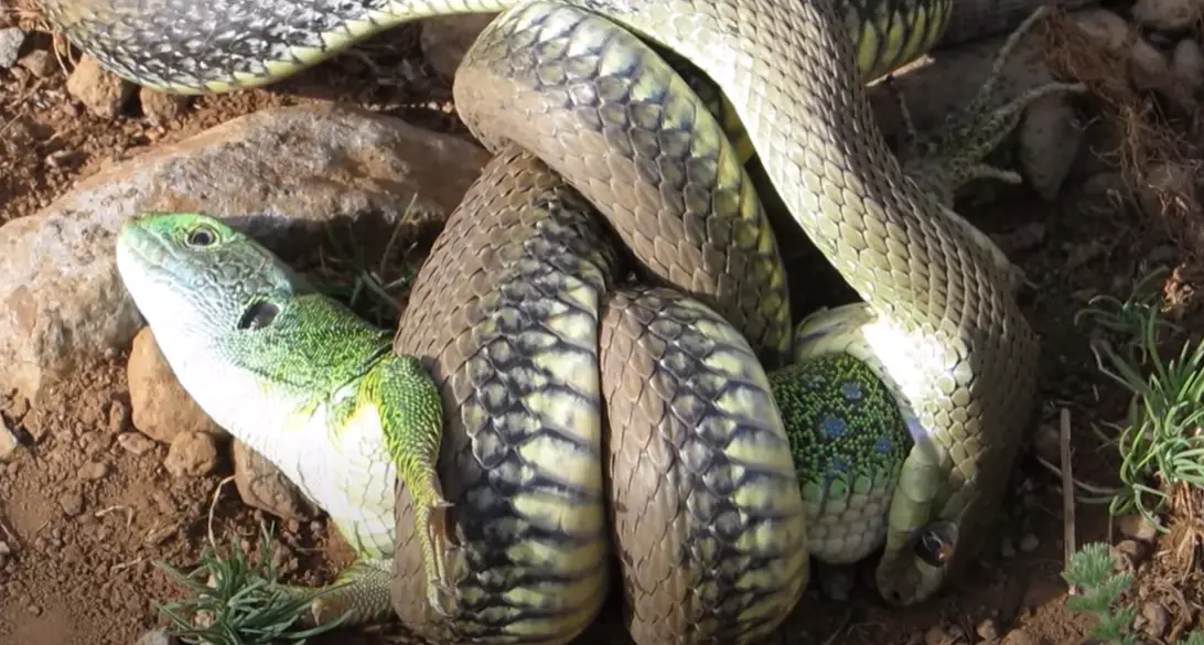 What Animals Eat Lizards? - ReptileProfy