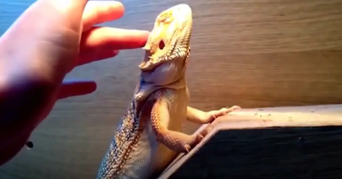 How to Keep a Lizard Warm Without a Lamp? - ReptileProfy