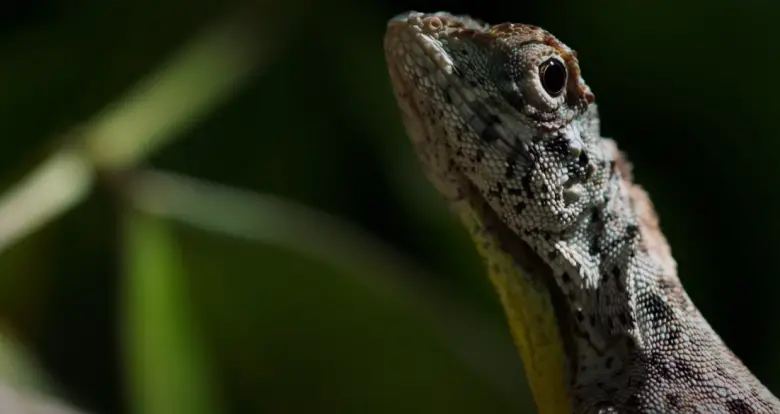 What Animals Eat Lizards? - ReptileProfy