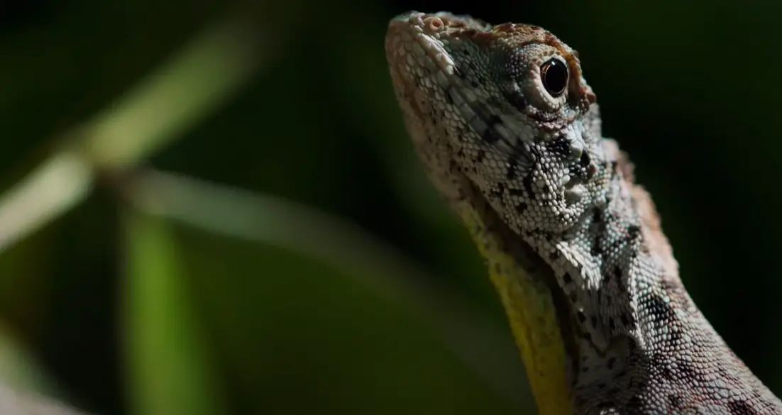 What Animals Eat Lizards? - ReptileProfy