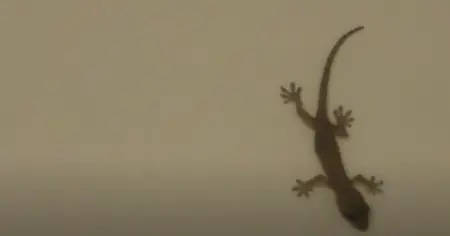 What Lizards Change Colors?- ReptileProfy