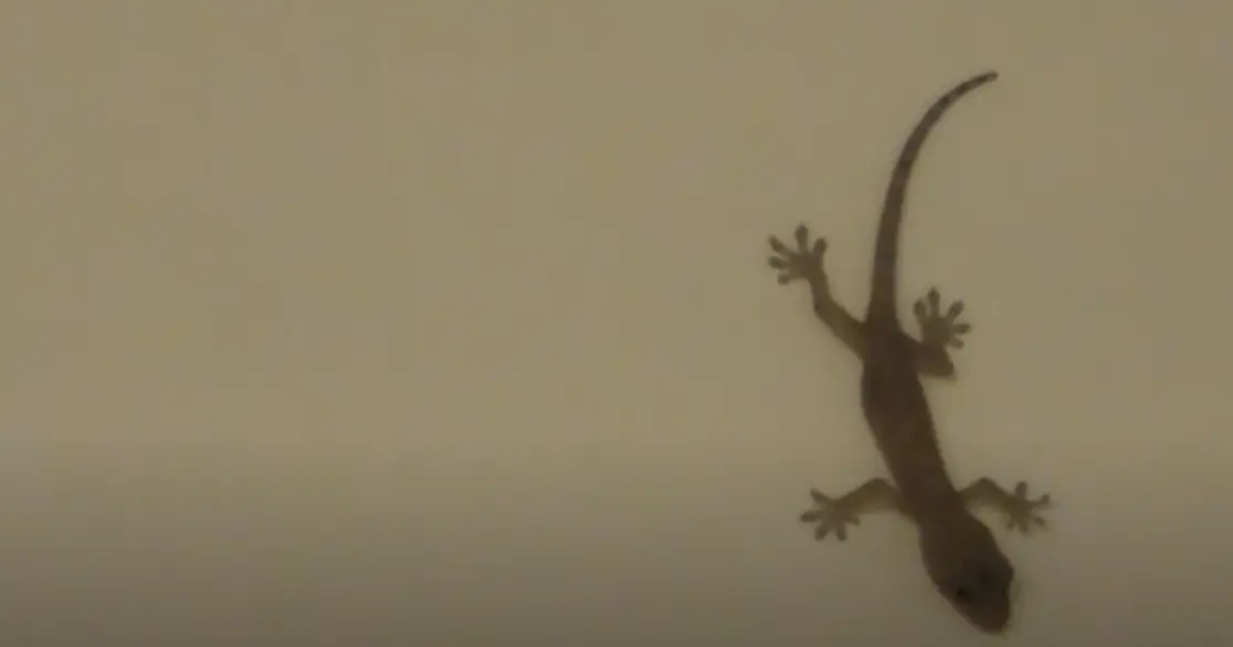 What Lizards Change Colors?- ReptileProfy