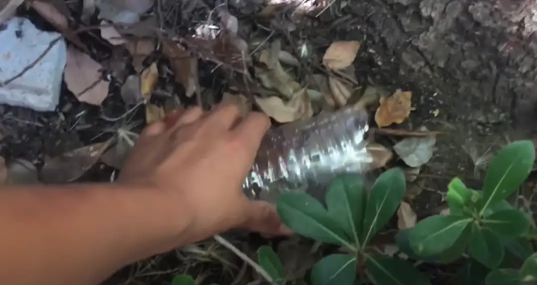 How to Catch a Wild Lizard? - ReptileProfy