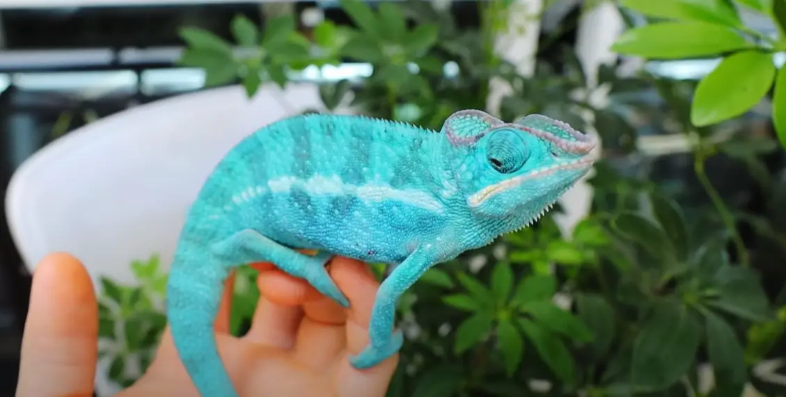 How to Become a Reptile Breeder?- ReptileProfy
