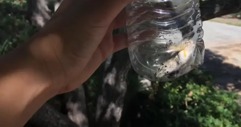 How to Catch a Lizard Without Killing It? - ReptileProfy