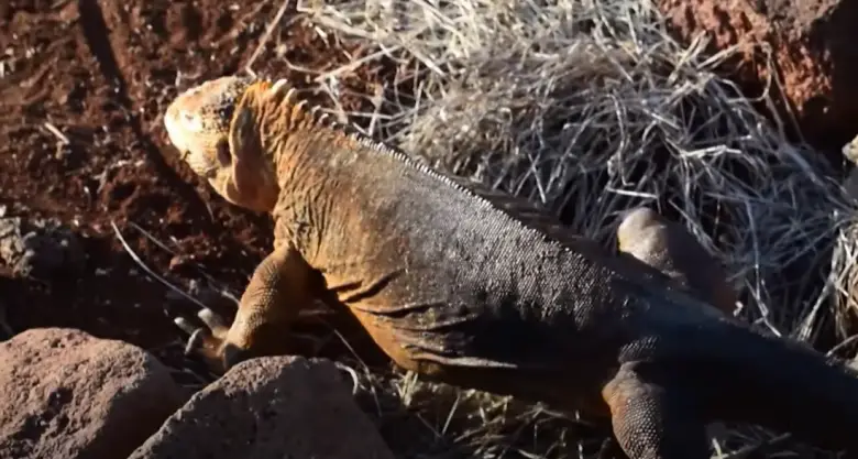 What Lizards Change Colors?- ReptileProfy