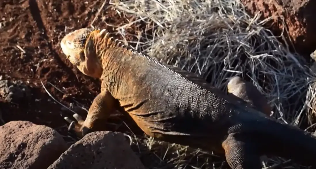 What Lizards Change Colors?- ReptileProfy