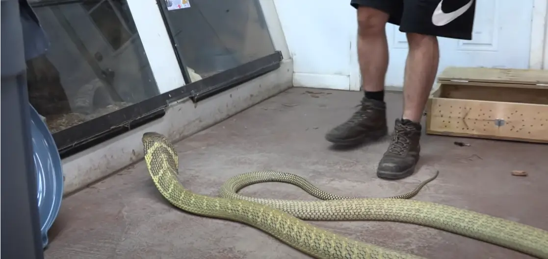 What Is the Smartest Reptile?- ReptileProfy