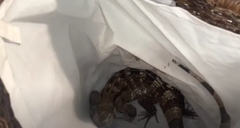 What Is the Fastest Lizard? - ReptileProfy