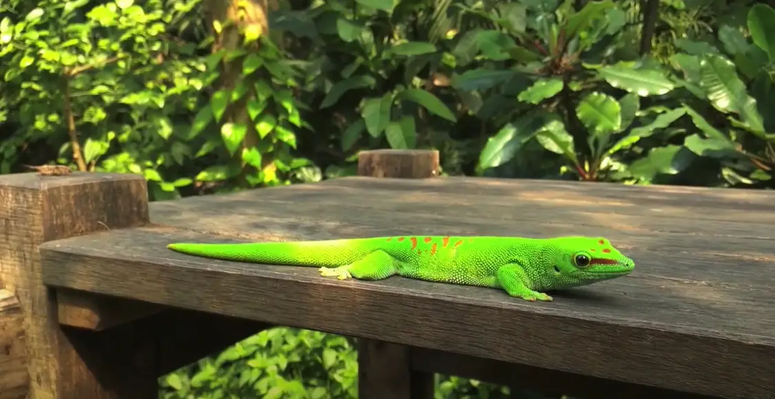 What Reptile Can Live in a 10 Gallon Tank?- ReptileProfy