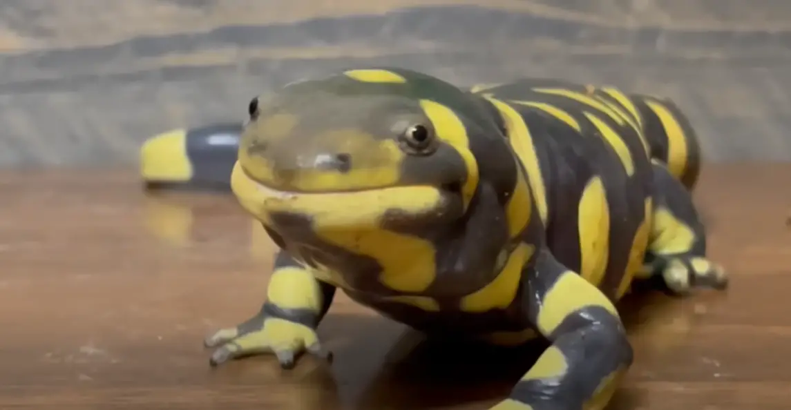 What Is the Smartest Reptile?- ReptileProfy