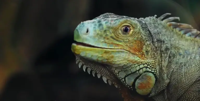 What Is the Smartest Reptile?- ReptileProfy