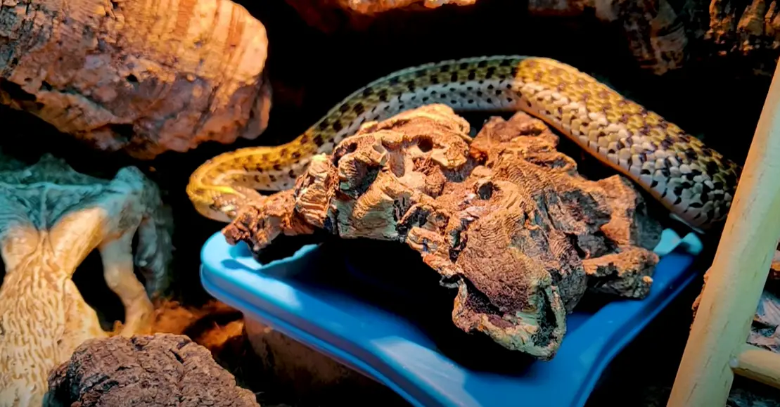 How to Become a Reptile Breeder?- ReptileProfy