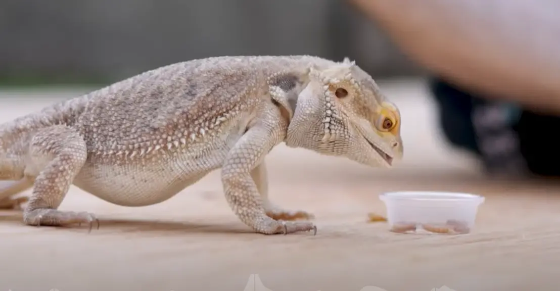 How to Become a Reptile Breeder?- ReptileProfy