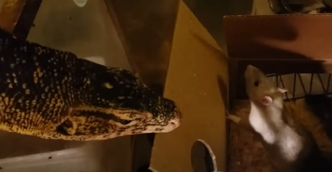 What Animals Eat Lizards? - ReptileProfy