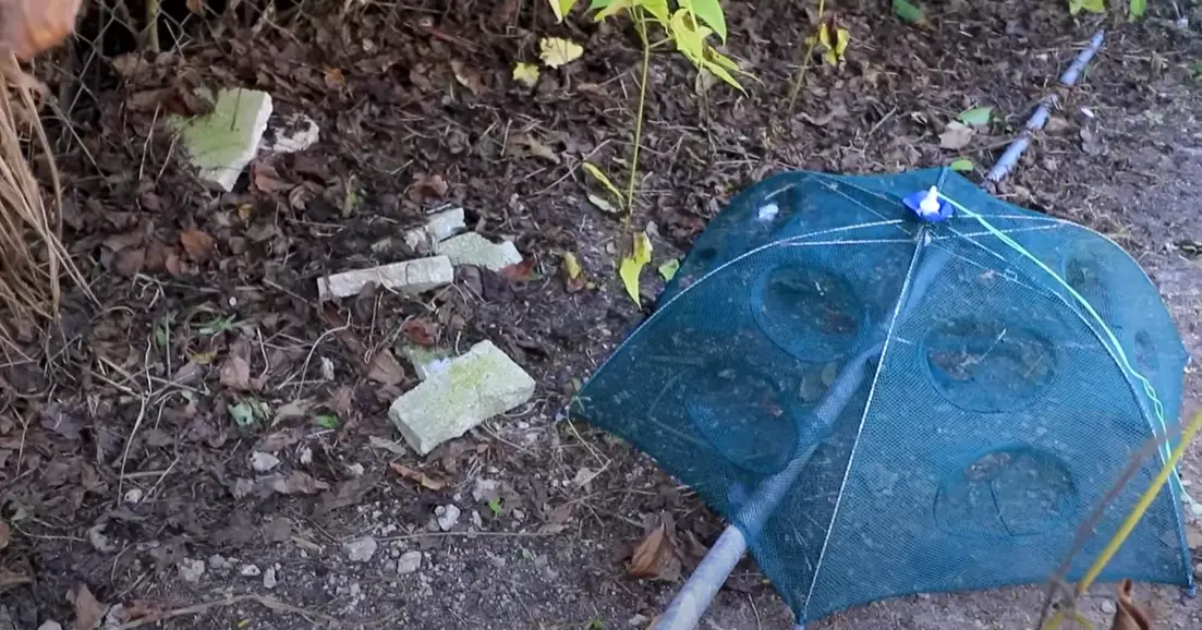 How to Catch a Lizard Without Killing It? - ReptileProfy