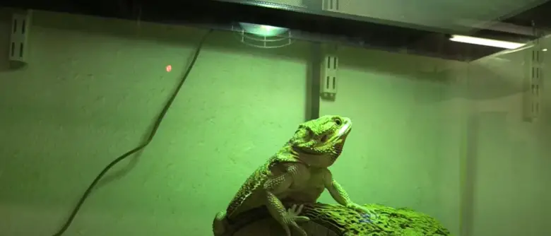 How to Keep a Lizard Warm Without a Lamp? - ReptileProfy