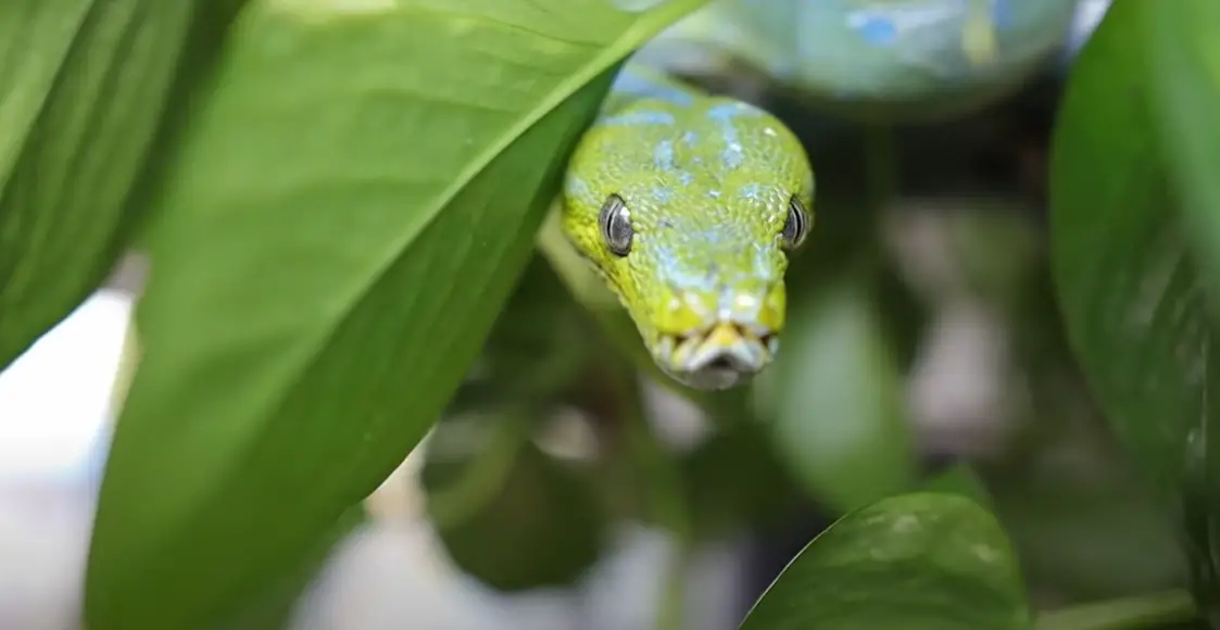 How to Become a Reptile Breeder?- ReptileProfy