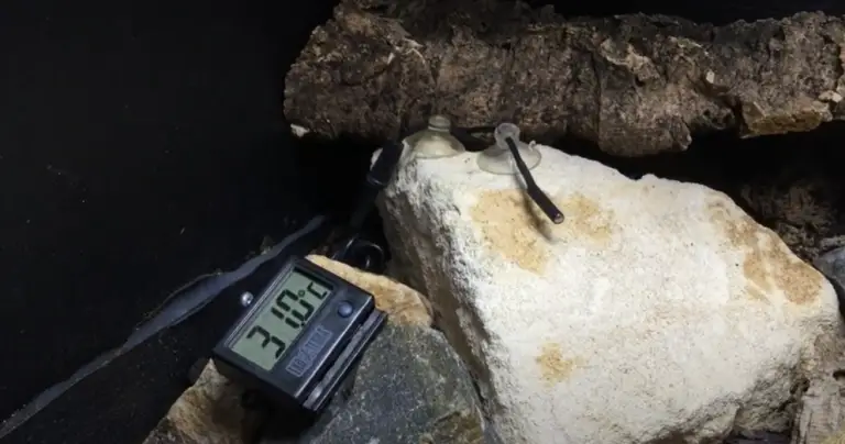 Where to Put a Thermometer in a Reptile Tank? - ReptileProfy