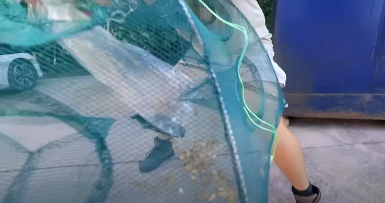 How to Catch a Lizard Without Killing It? - ReptileProfy