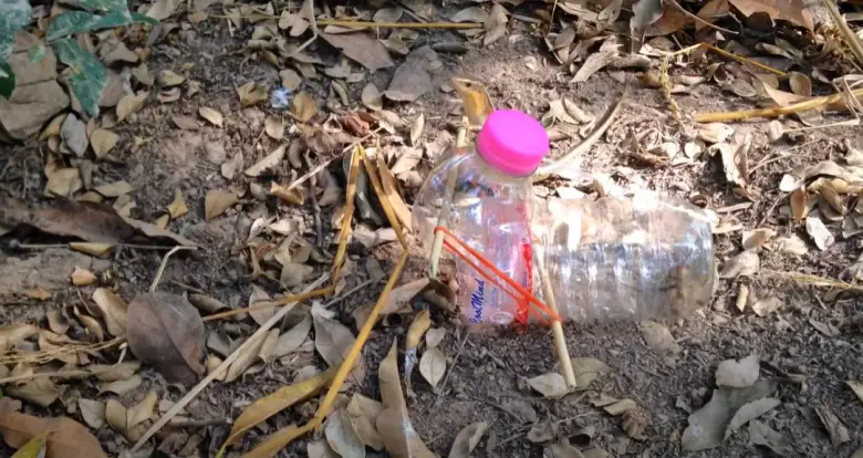 How to Catch a Lizard Without Killing It? - ReptileProfy