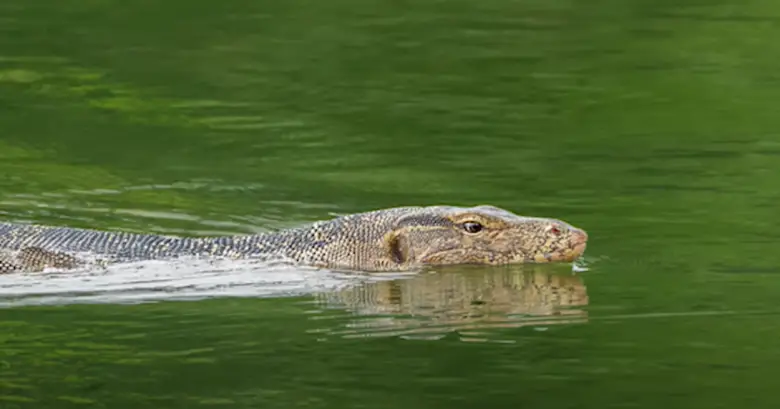 What Is the Fastest Lizard? - ReptileProfy