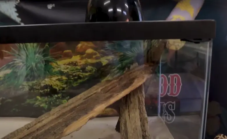Top 5 Best Bearded Dragon Starter Kits in March 2025 - ReptileProfy