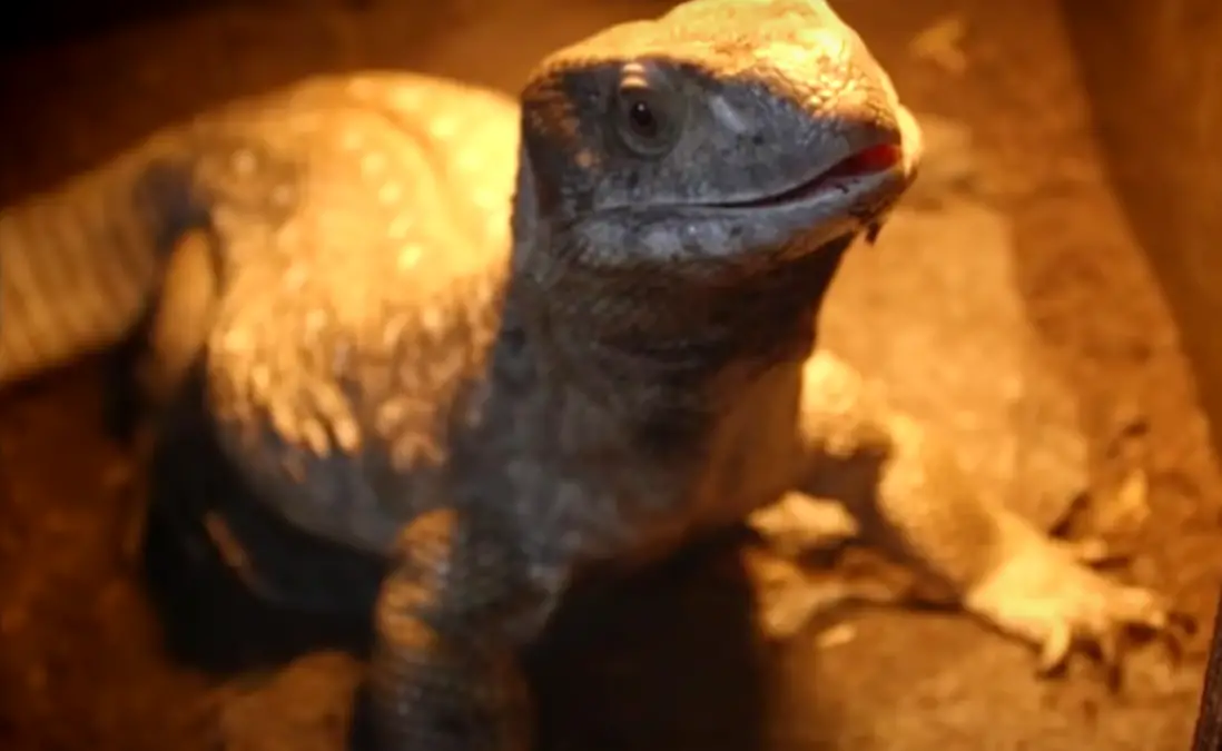 Top 5 Best Humidifiers for Ball Pythons in August 2025 - ReptileProfy