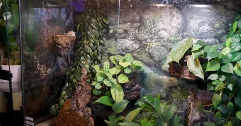 Can You Use a Terrarium as an Aquarium? - ReptileProfy