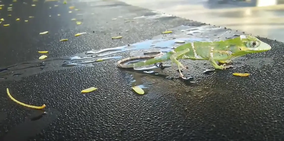 Lizard Not Moving But Breathing: What to Do? - ReptileProfy