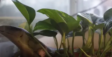 Legless Lizard vs. Snake: What’s the Difference? - ReptileProfy