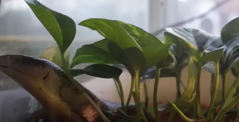 Legless Lizard vs. Snake: What’s the Difference? - ReptileProfy