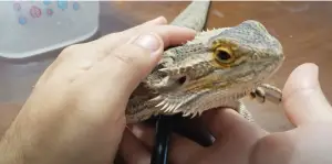 Can a Lizard Hear? - ReptileProfy