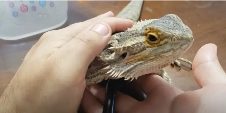 Can a Lizard Hear? - ReptileProfy