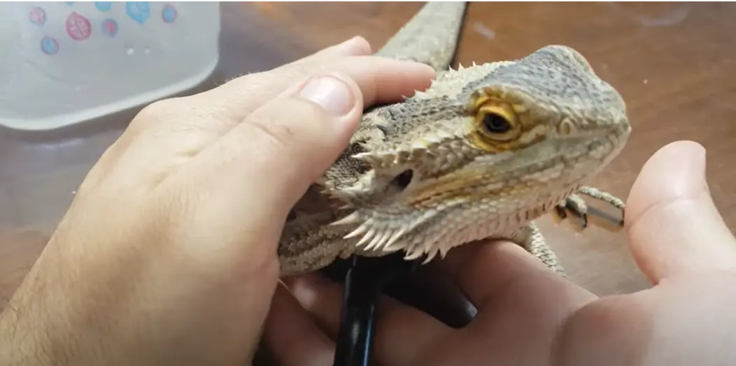 Can a Lizard Hear? - ReptileProfy