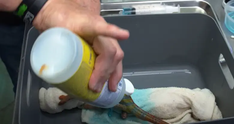 Reptile Vet in San Jose: Everything You Should Know - ReptileProfy