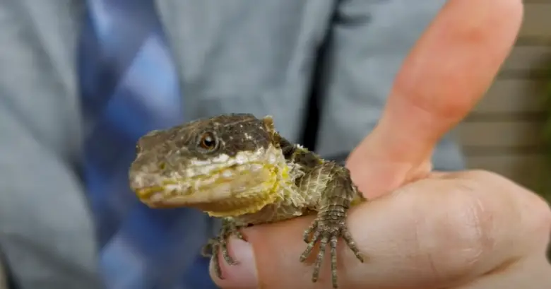 Do Armadillo Lizards Make Good Pets? - ReptileProfy