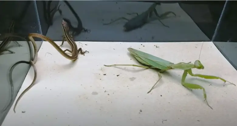Praying Mantis vs. Lizard: What’s the Difference? - ReptileProfy