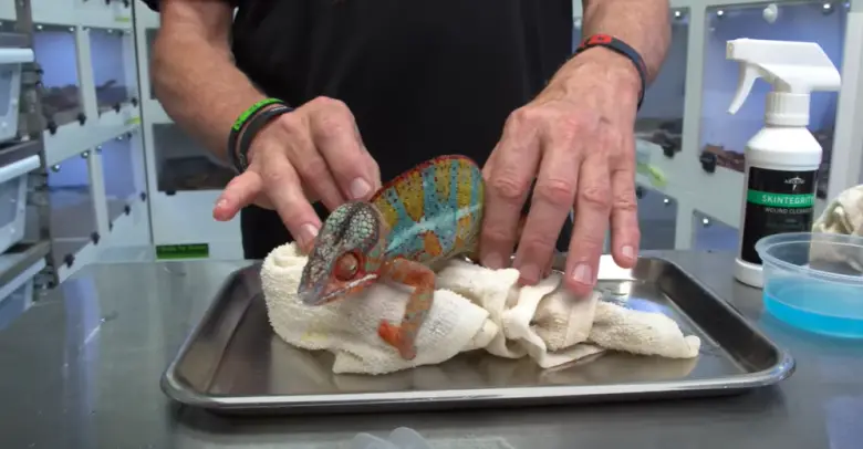 Reptile Vet in San Jose: Everything You Should Know - ReptileProfy