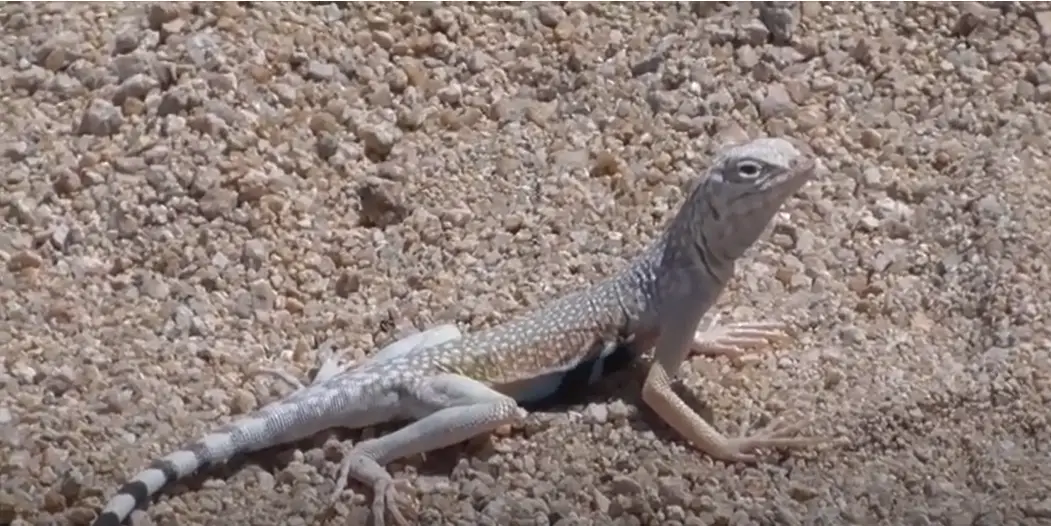 Iguana vs. Lizard: What’s the Difference? - ReptileProfy