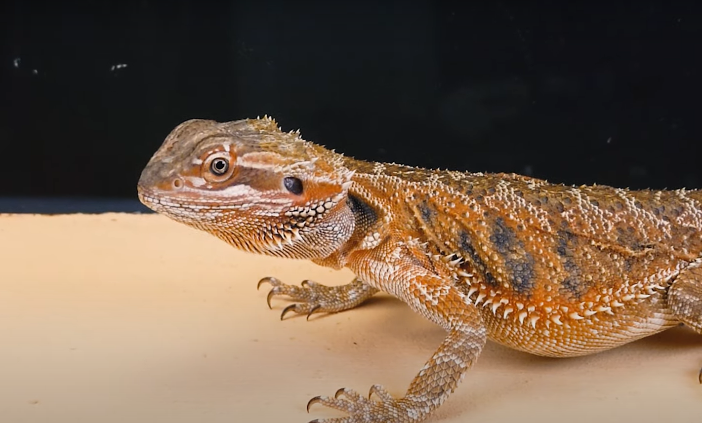 Can Bearded Dragons Eat Watermelon? - ReptileProfy