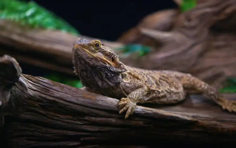 How Much Does a Bearded Dragon Cost? - ReptileProfy
