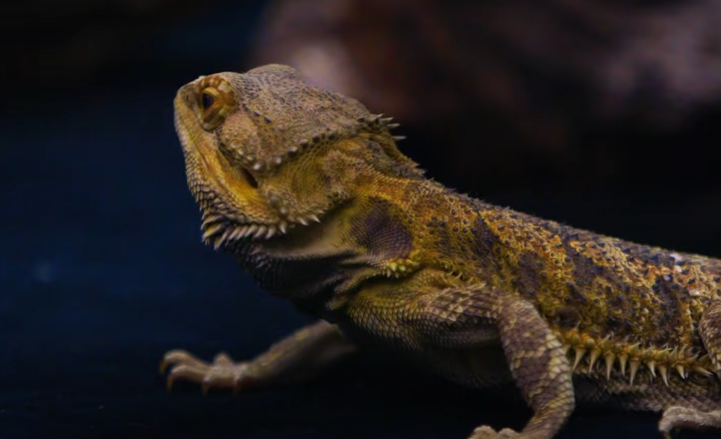 How Much Does a Bearded Dragon Cost? - ReptileProfy