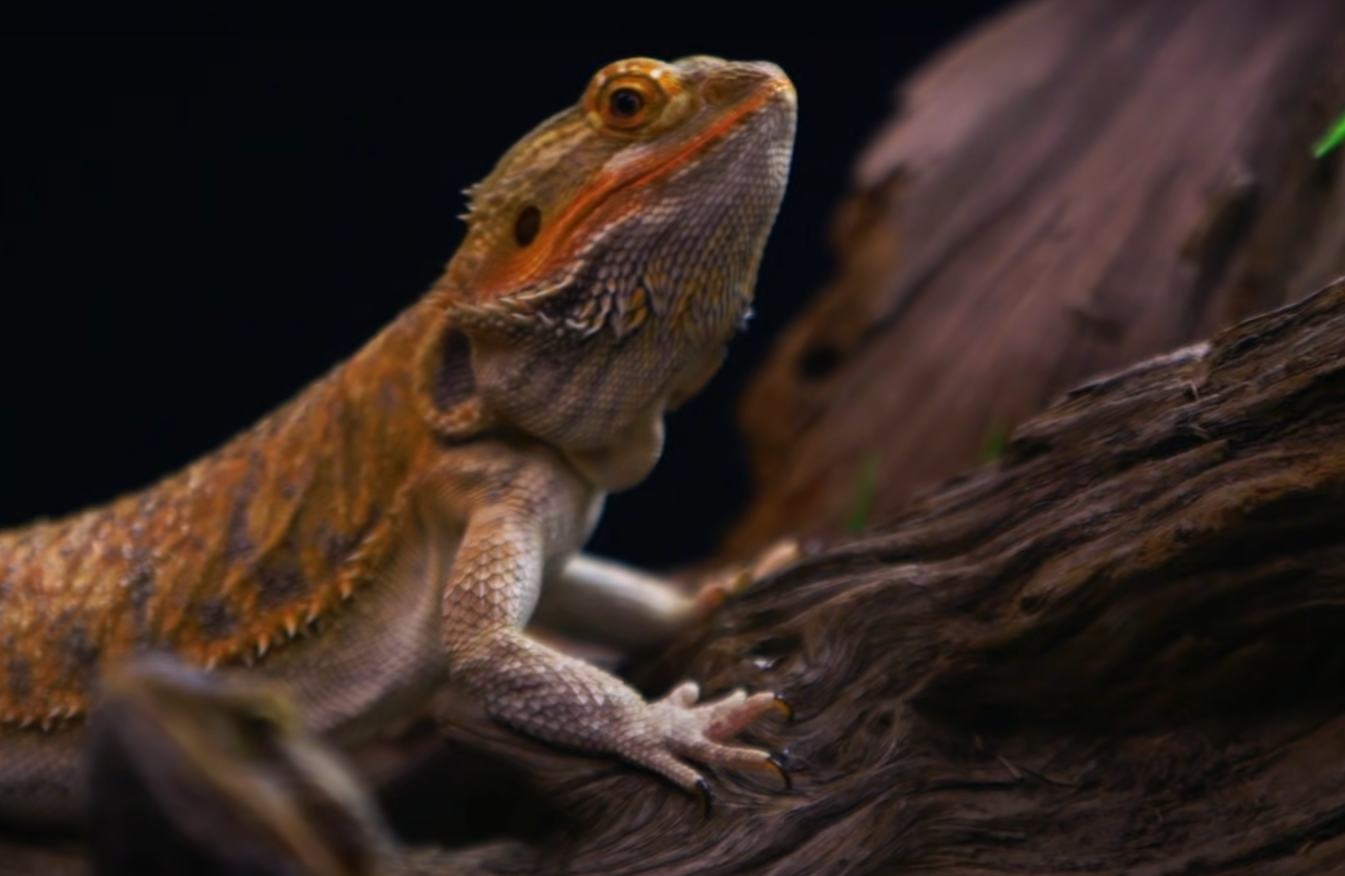 How Much Does a Bearded Dragon Cost? - ReptileProfy