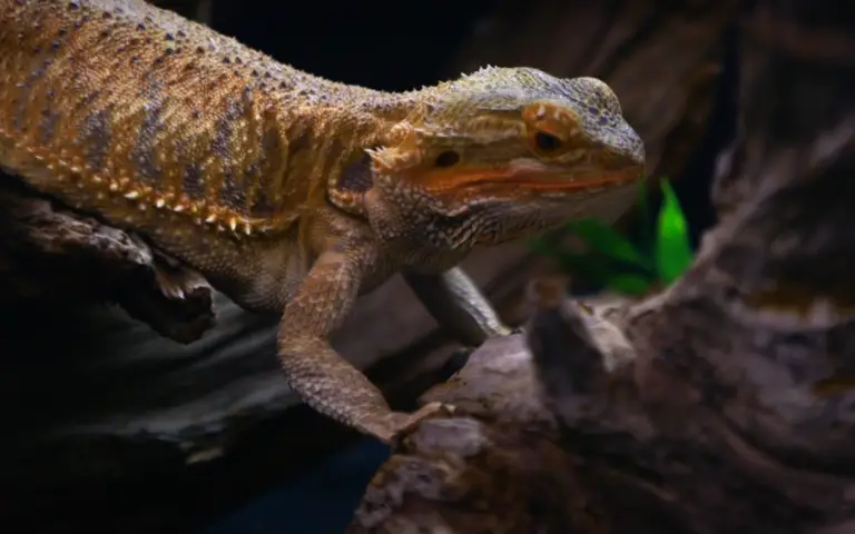 How Much Does a Bearded Dragon Cost? - ReptileProfy